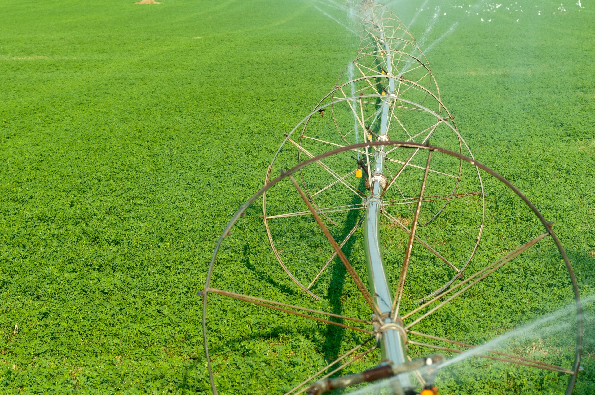 Regulatory Standards for Mint Oil in Oral Care - Callisons